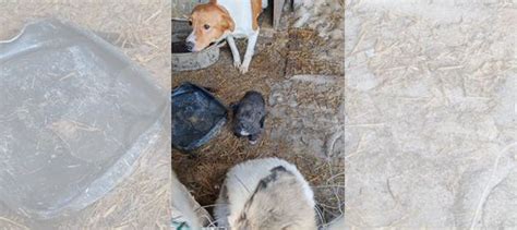 Щенки купить в Ельце Животные и зоотовары Авито