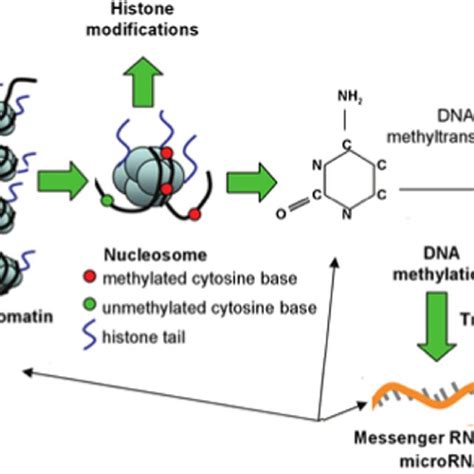Schematic Diagram Of Epigenetics Modification Download Scientific