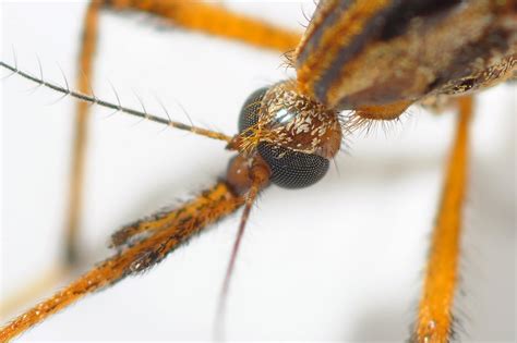 Gallinipper Mosquito Images