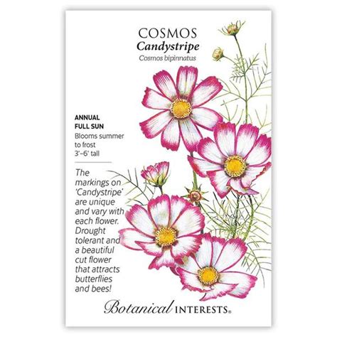 Shop Cosmos Candy Stripe