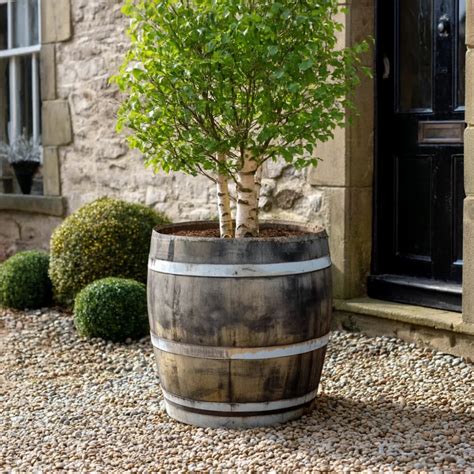 70cm Rustic Silver Hoop 34 Whisky Barrel Oak Tree Planter Woven Wood