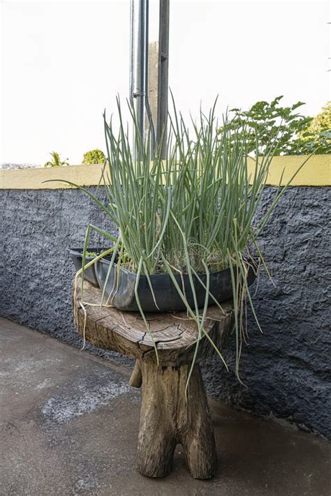 Small Chives Leaves Stock Image Image Of Herb Food 283678889