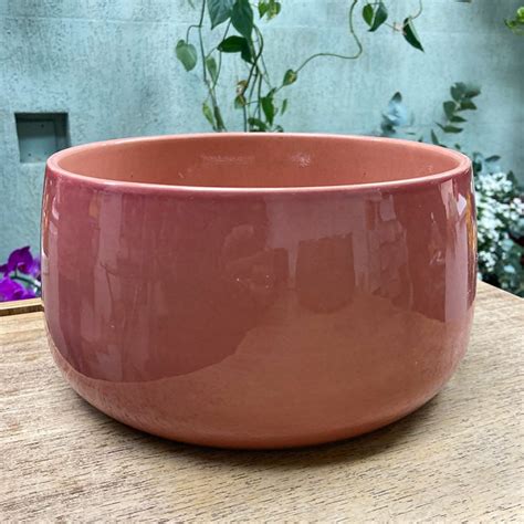 Planta Cissus Javana I