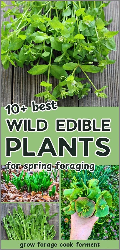 13 Early Spring Edible Wild Greens Wild Food Foraging Edible Wild Plants Wild Edibles
