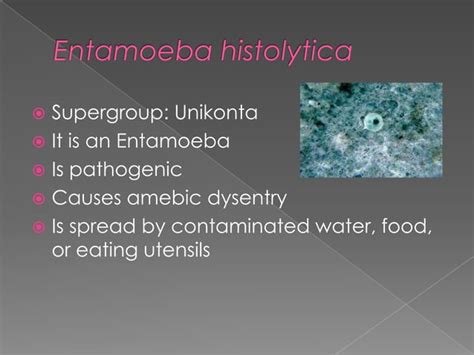 Protista Example Organisms Ppt