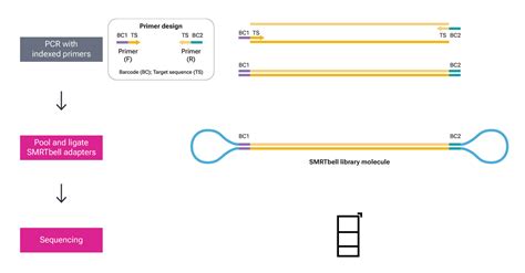 Decrease Your Cost Per Sample With Multiplexing Pacbio