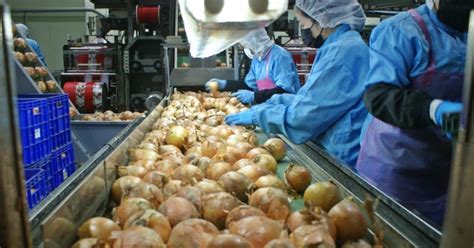 롯데마트 치솟는 채소 가격에 Ca저장양파 푼다