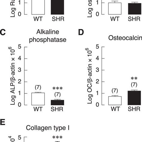 mrna expression of bone formation markers i e a runx2 b