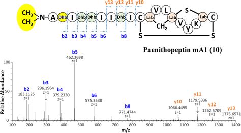 Refactoring And Heterologous Expression Of Class Iii Lanthipeptide Biosynthetic Gene Clusters