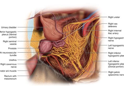 Desentrañando La Incisura Angularis