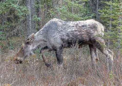Moose In Winter New Yorks Moose Are Dying—and No One Knows Why