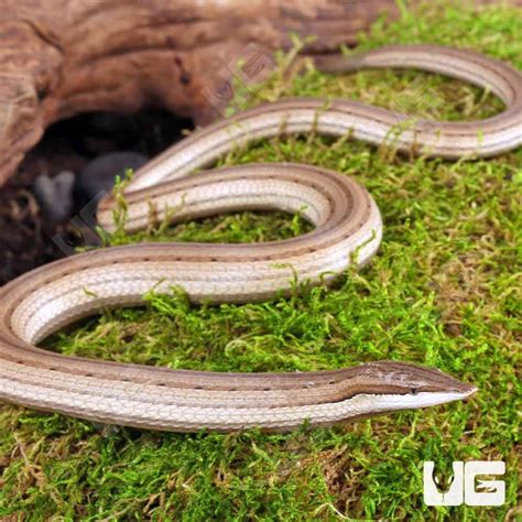 New Guinea Legless Lizard Create The Perfect Home For Your Beloved