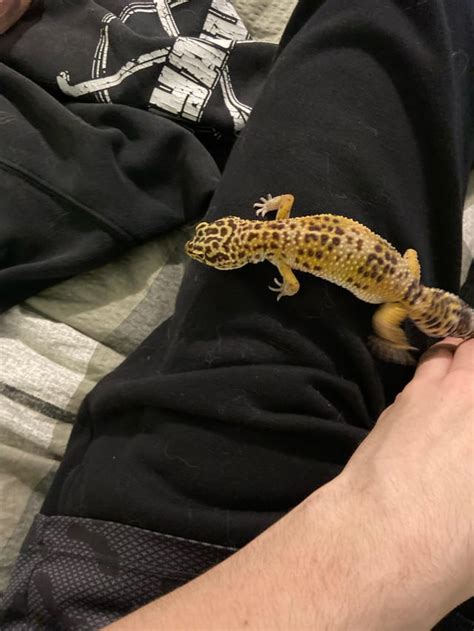 My little boy is actually a little lady : r/leopardgeckos