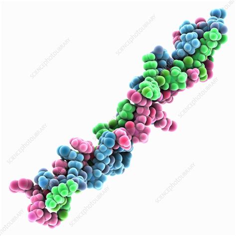 Synthetic Collagen Like Mimetic Peptide Molecular Model Stock Image C0599936 Science