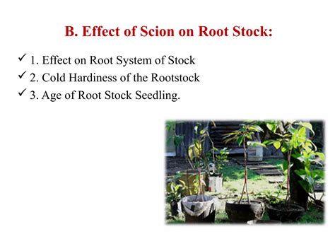 Rootstock Ppt