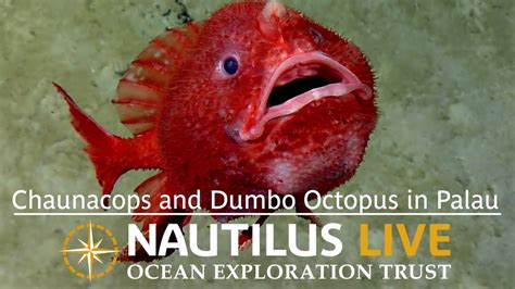Exceptional Footage Of Chaunacops And Dumbo Octopus In Palau Nautilus