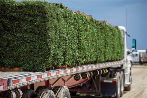 How To Revive St Augustine Grass Bethel Farms