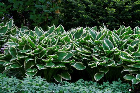 29 Best Shade Loving Plants For Indoor Pots And Outdoor Gardens