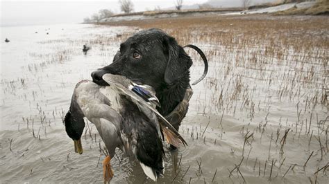 Chien De Chasse Au Canard