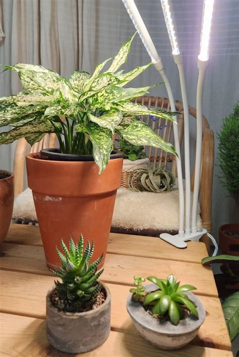 식물등 식물전파사 햇빛날개 Led 식물조명 실내식물 키우기 필수템 네이버 블로그