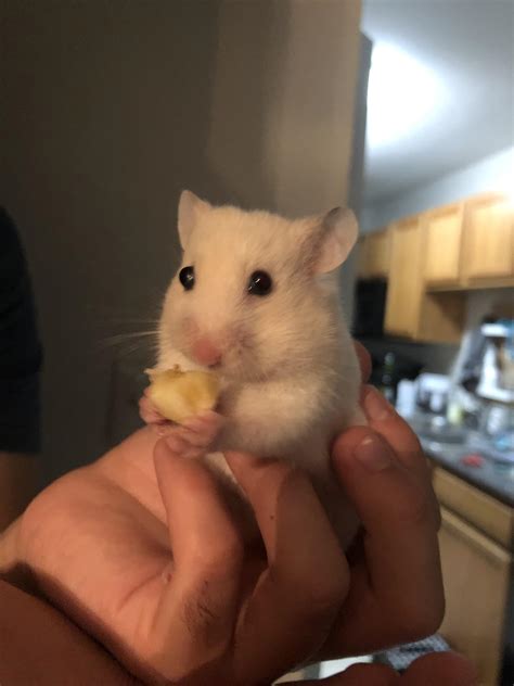 She Is Pleased By The T Of Banana R Hamsters