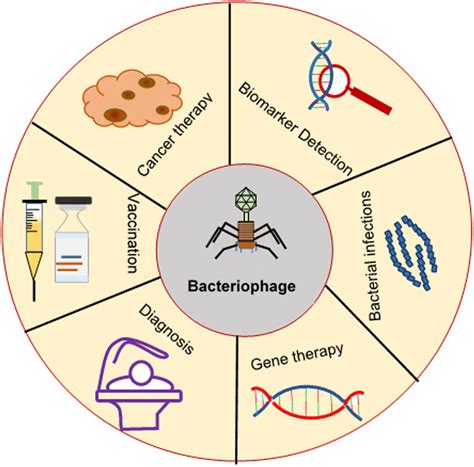 Bacteriophages As Nanocarriers For Targeted Drug Delivery And Enhanced
