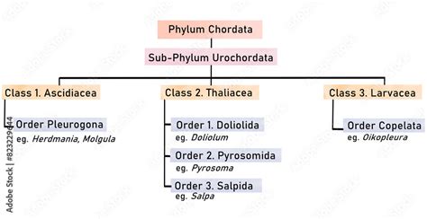 Subphylum Urochordata Stock Illustration Adobe Stock