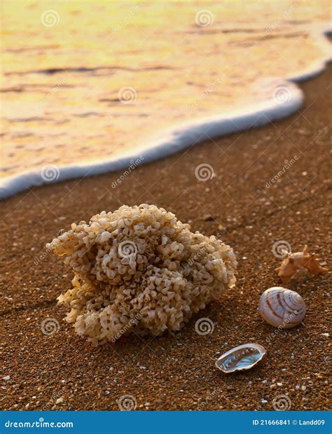 Sea Shells On Sandy Beach Stock Image Image Of Gold 21666841
