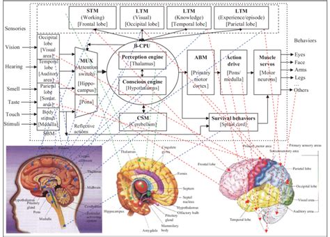 The Architectural Analogy Of Cognitive Robots And The Brain Download Scientific Diagram
