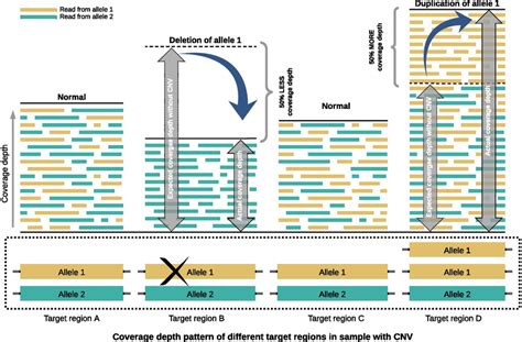 the principle of cnv detection using coverage depth information the