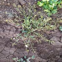 Crop And Weed Image Dataset Object Detection Dataset By Mtsu