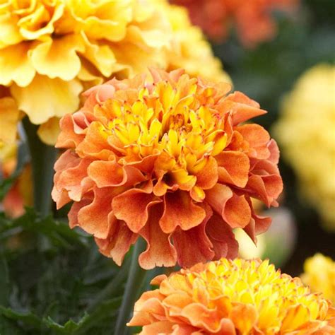 Marigold Seeds Strawberry Blonde Flower Seeds In Packets And Bulk Eden Brothers