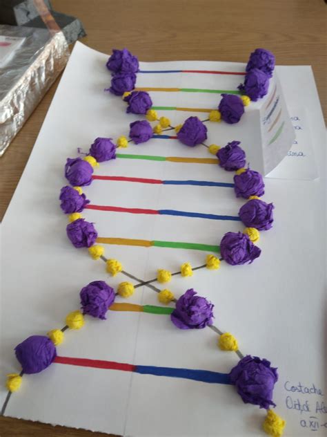 Explorator Prin Viata Structura Adn Din Paie De Suc