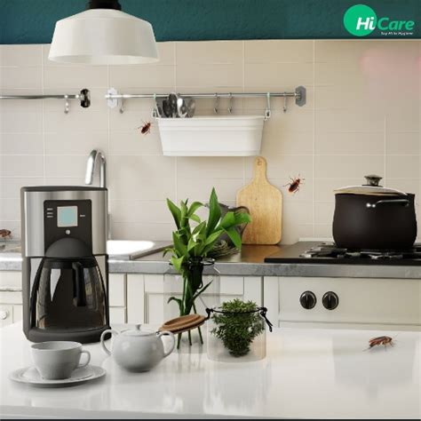 Improve Your Hygiene This Festive Season With Hicares 4d Cockroach