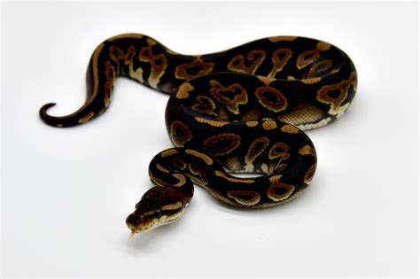 Saar Ball Python Traits Morphpedia
