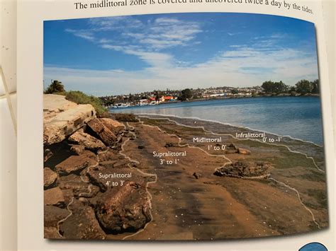 Intertidal Zone