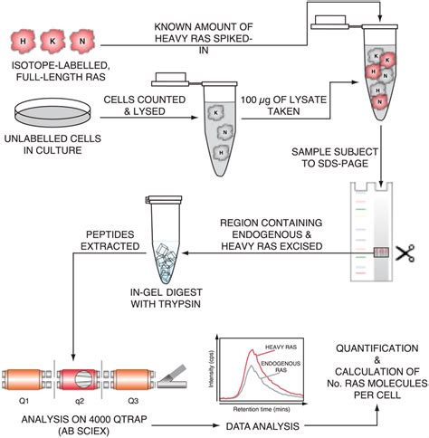 Protein Standard Absolute Quantification For Measurement Of Cellular Download Scientific
