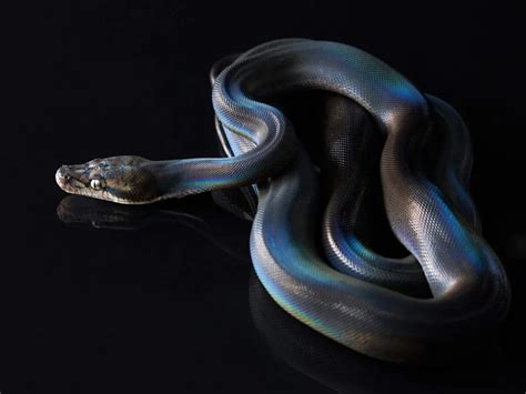 The Science Behind How The Reticulated Python Shimmers Like A Rainbow