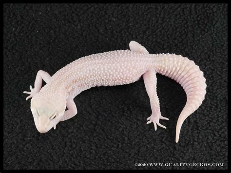 Mac Snow Eclipse 5700 Quality Geckos