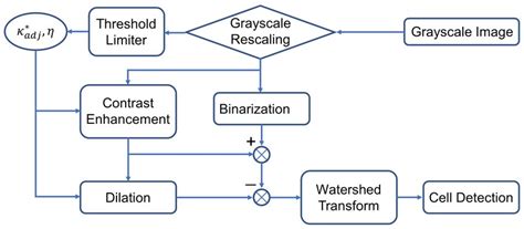 Step By Step Representation Of The Proposed Plant Cell Segmentation Method Download