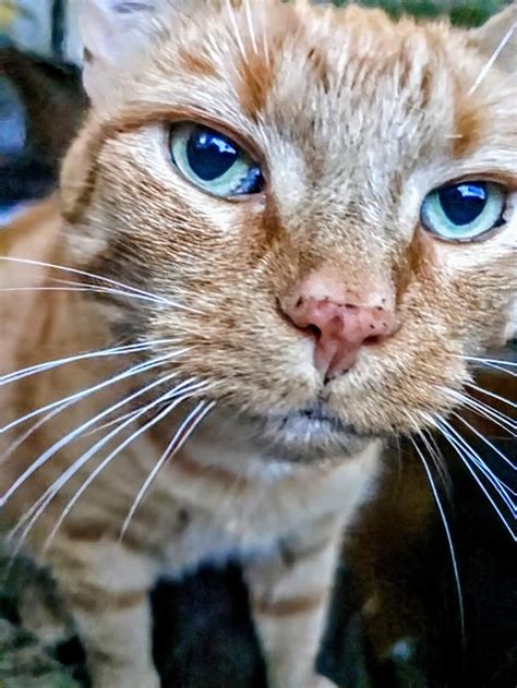 my personal space doesn t exit r orangecats