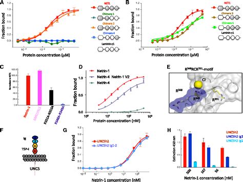 Structural Decoding Of The Netrin 1unc5 Interaction And Its