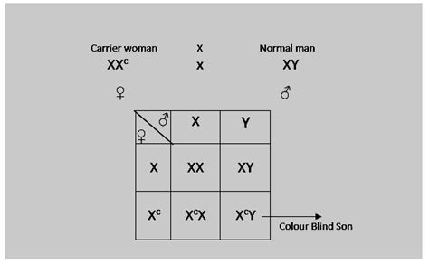 Normal Male Genotype Normal Male Genotype