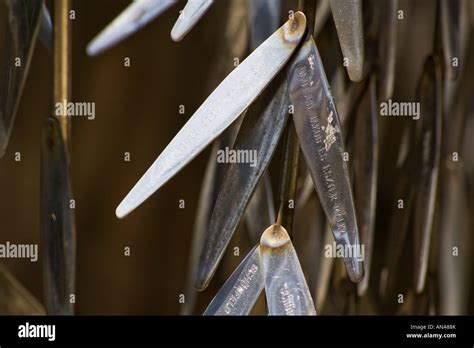 The Great Synagogue Budapest Holocaust Memorial Tree Of Life Stock Photo Alamy
