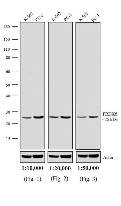 Invitrogen Goat Anti Rabbit Igg Hl Highly Cross Adsorbed Secondary