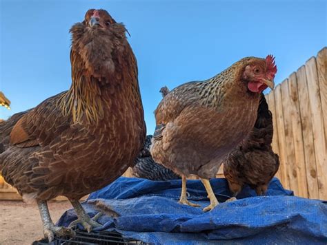 My Bielefelder And Easter Egger Deborah Grew Up To Be Very Beautiful Looking Brids Rchickens