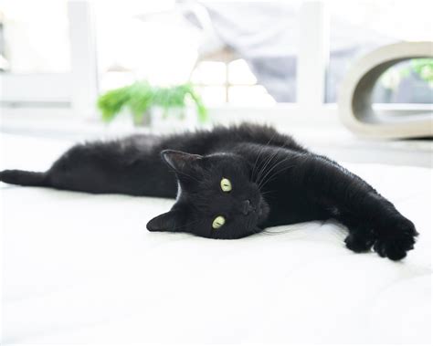 How To Get Pee Out Of A Mattress In 5 Steps Real Homes