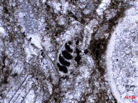 Who Can Identify These Fossils ResearchGate