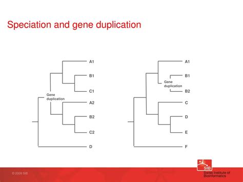 Ppt Phylogenetic Analysis Powerpoint Presentation Free Download Id