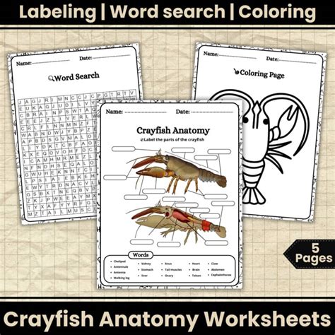 Crayfish Activities Bundle Life Cycle Craft Activity Anatomybody Parts